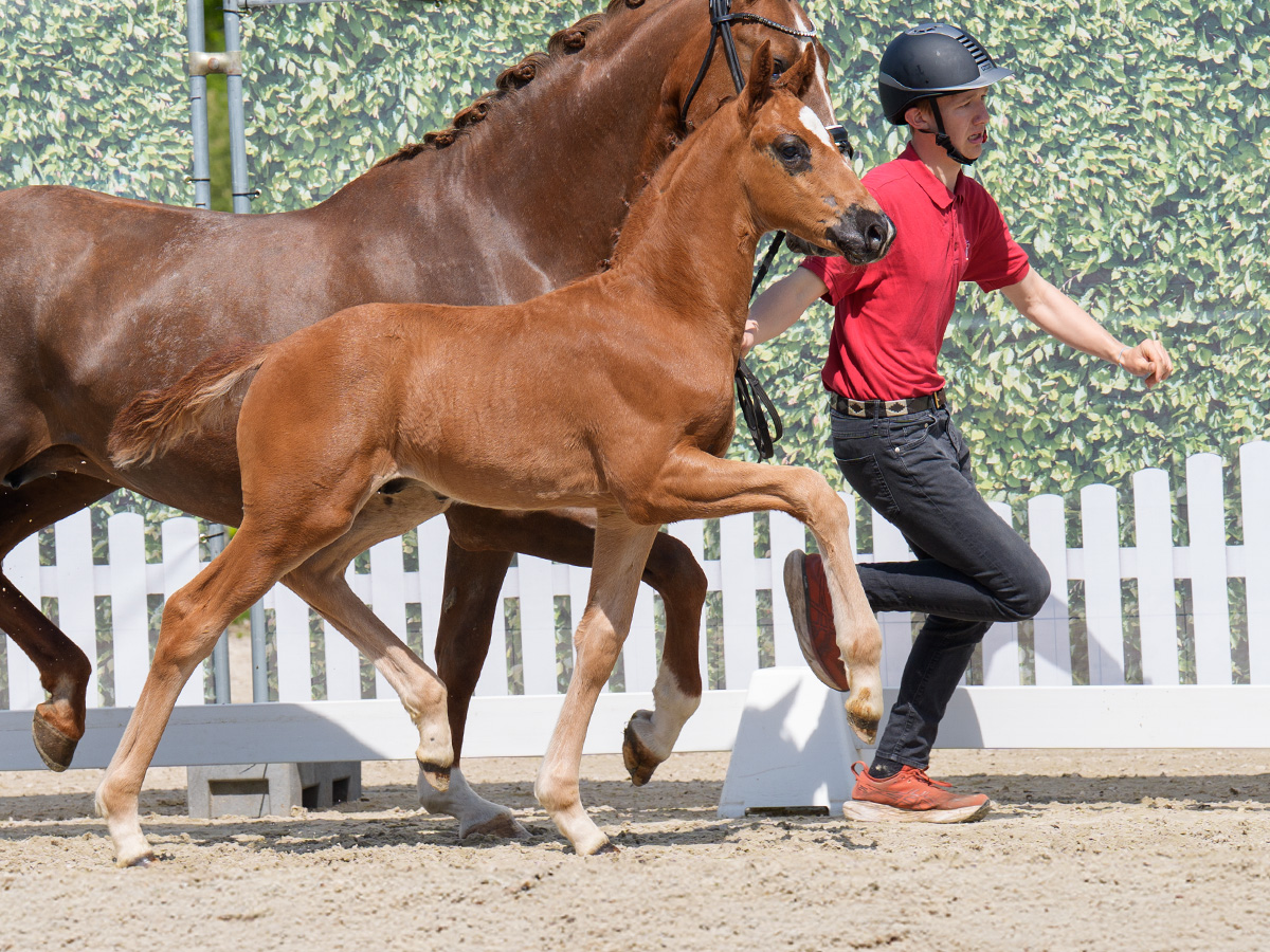 Westfalen setzt Zeichen für Fohlenvermarktung - Sensationeller Zuschlagspreis von 105.000 Euro ...